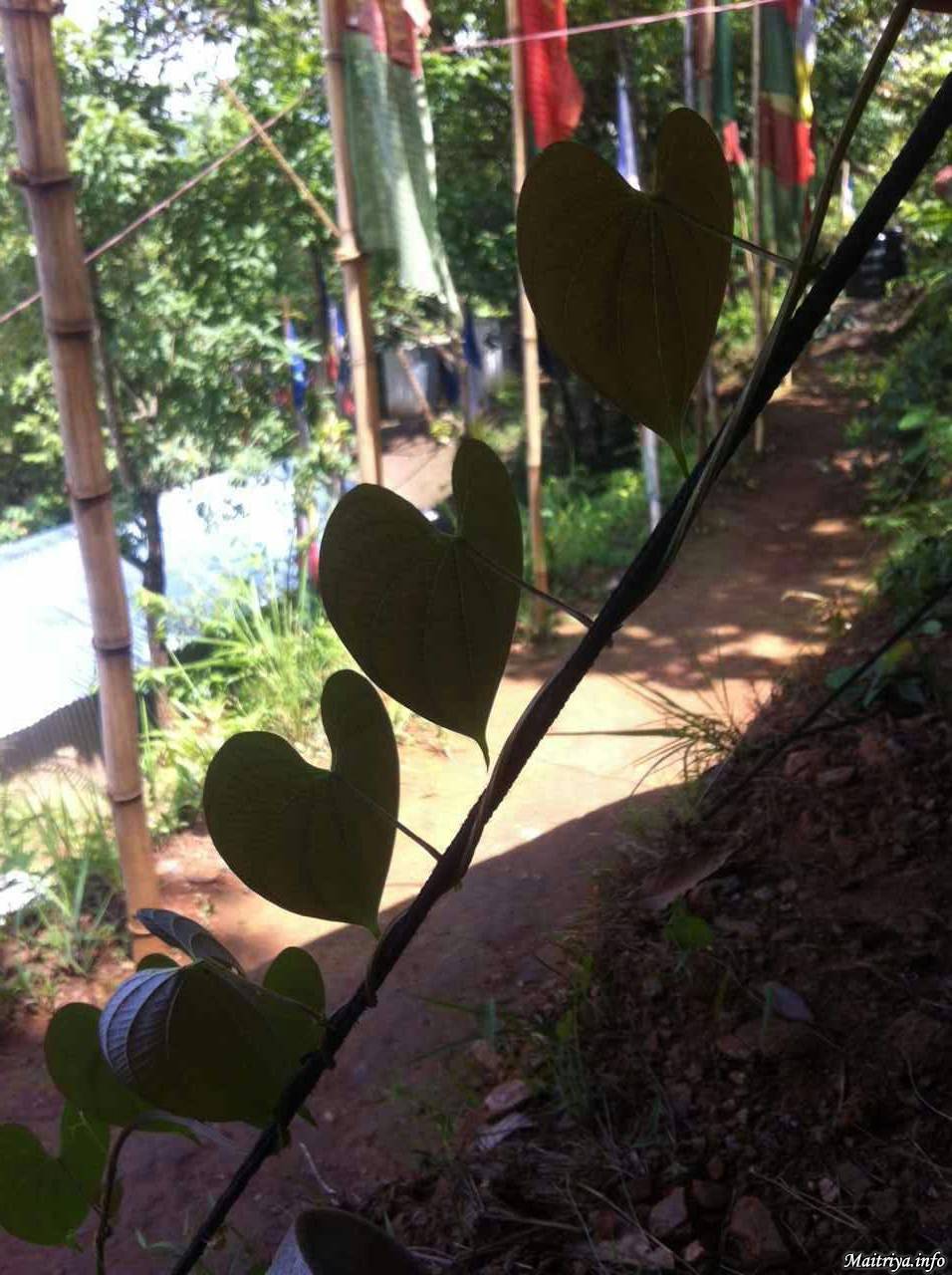 Simple Life at The Maitri Center - BSDS USA